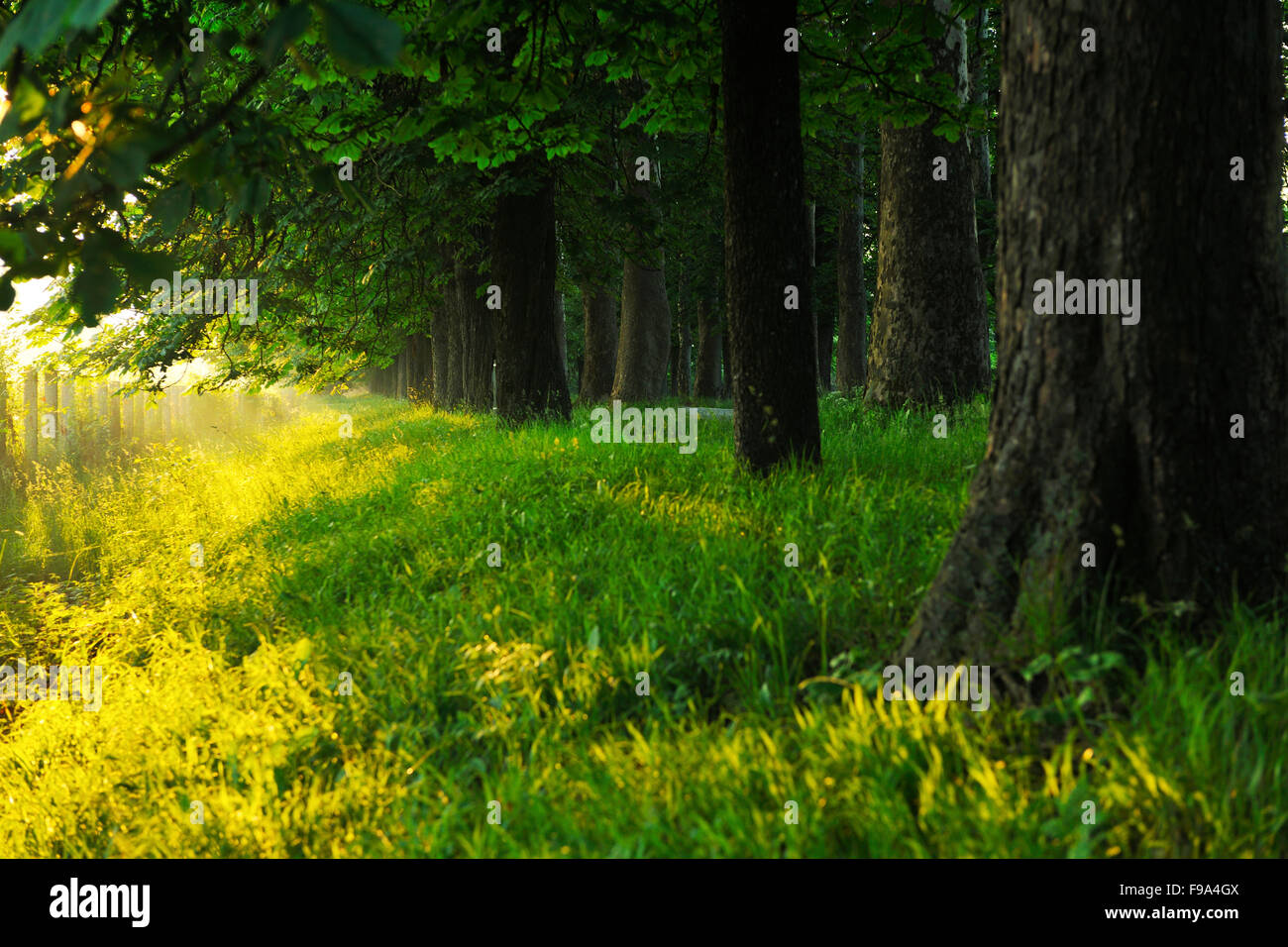 beautiful fresh morning with sun rays and dramatic light Stock Photo ...