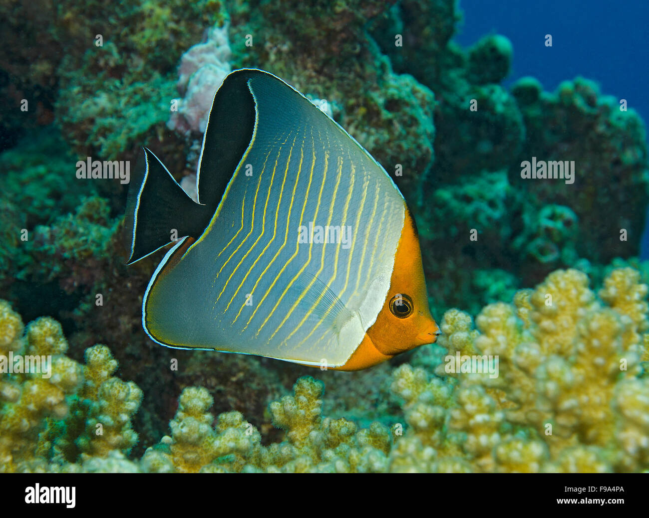 Orange faced butterflyfish hi-res stock photography and images - Alamy