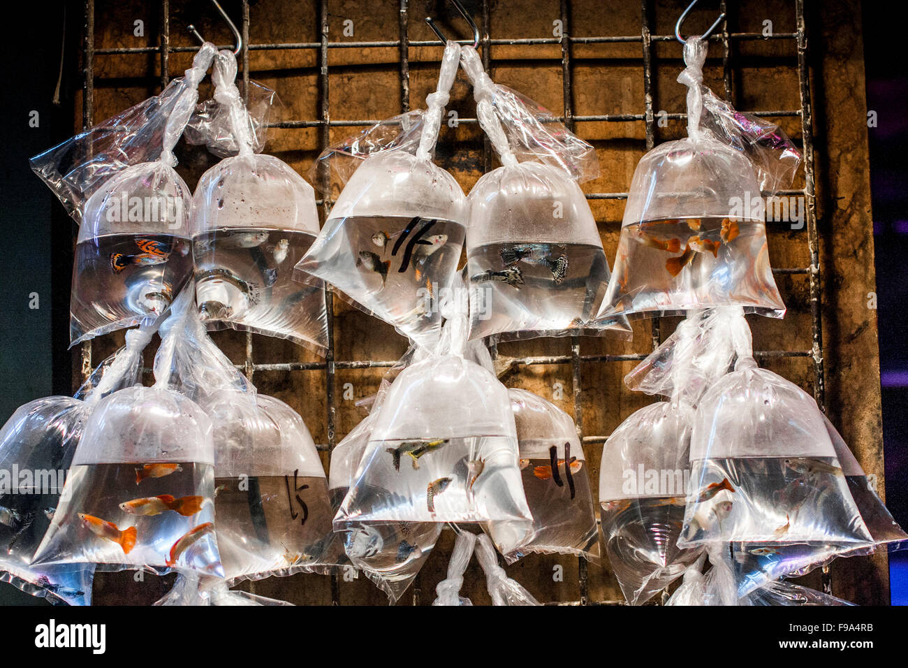 Rack of fish hi-res stock photography and images - Alamy