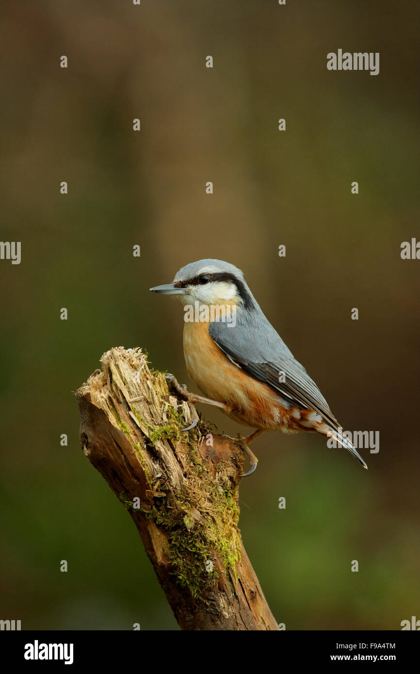 Nuthatch on tree stump Stock Photo - Alamy