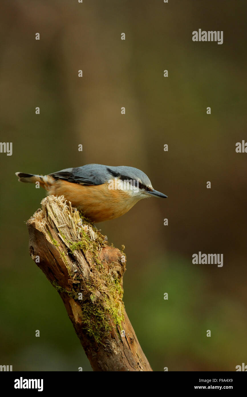 Nuthatch on tree stump Stock Photo - Alamy