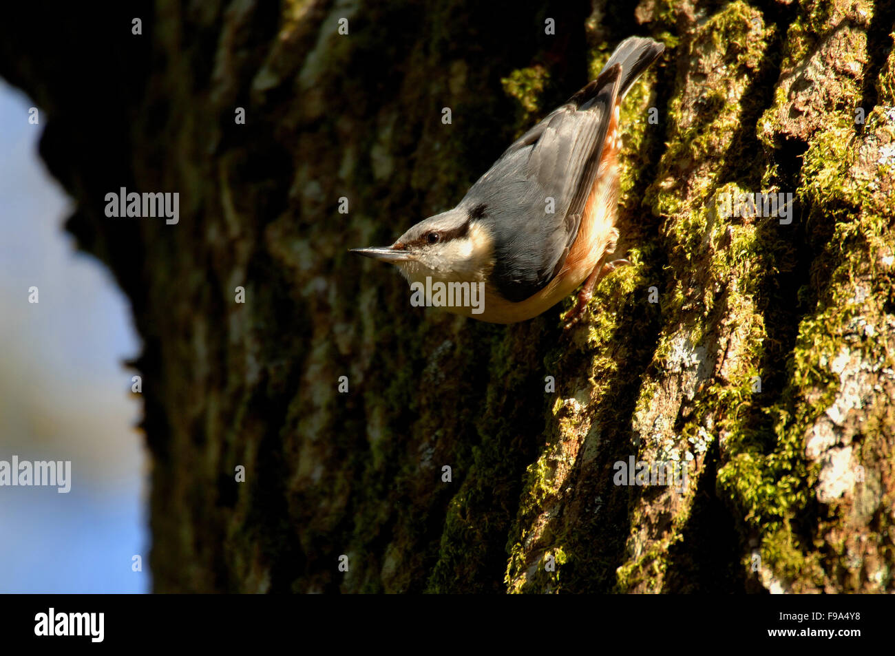 Nuthatch on tree at Stover, Devon Stock Photo - Alamy