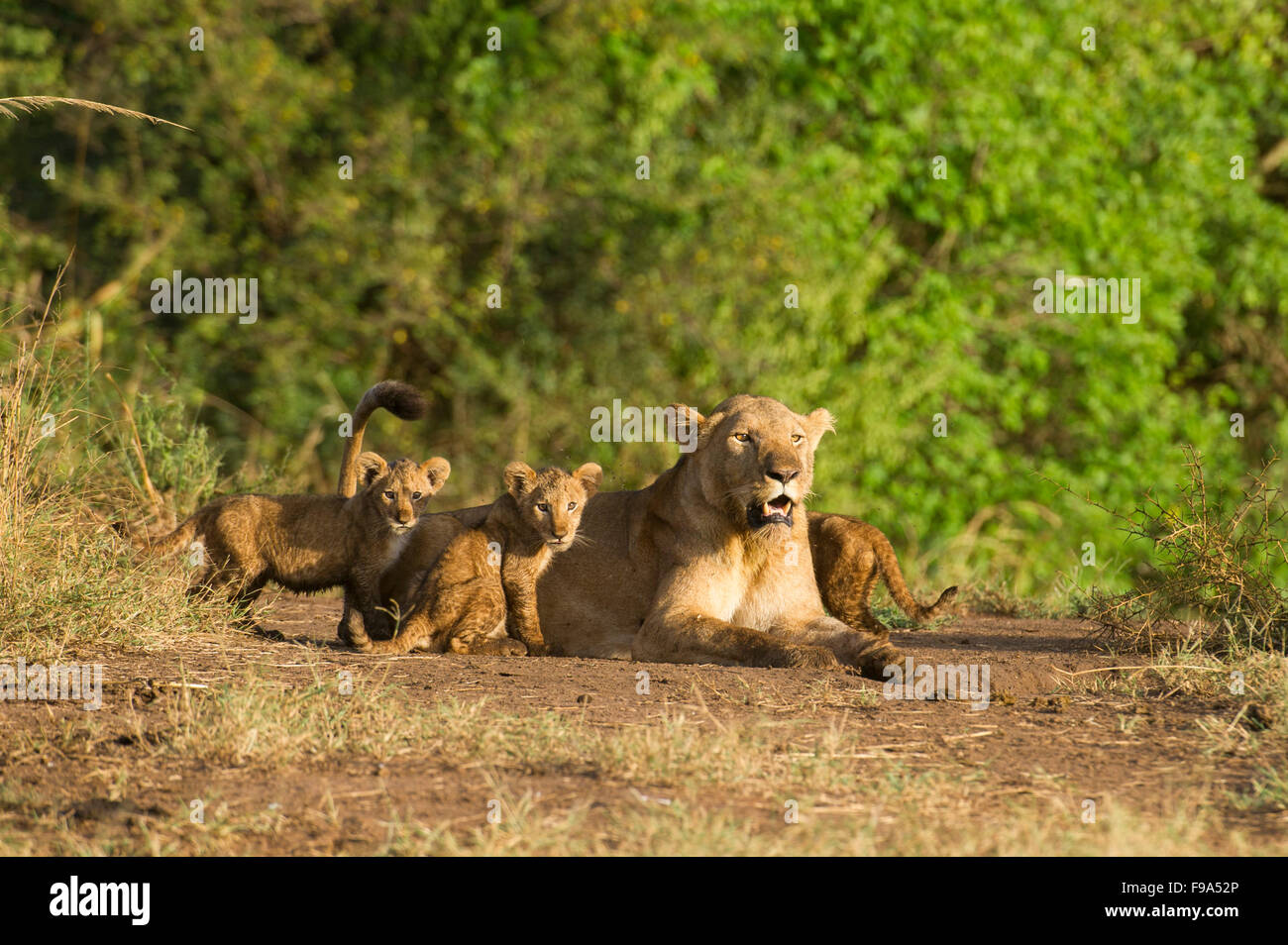 Lioness with cubs (Panthero leo), Kidepo Valley National Park, Uganda ...