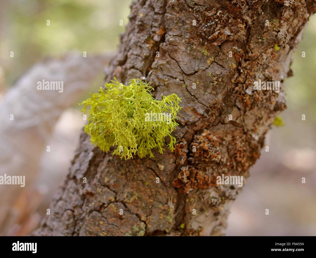 The Simple Life Stock Photo - Alamy