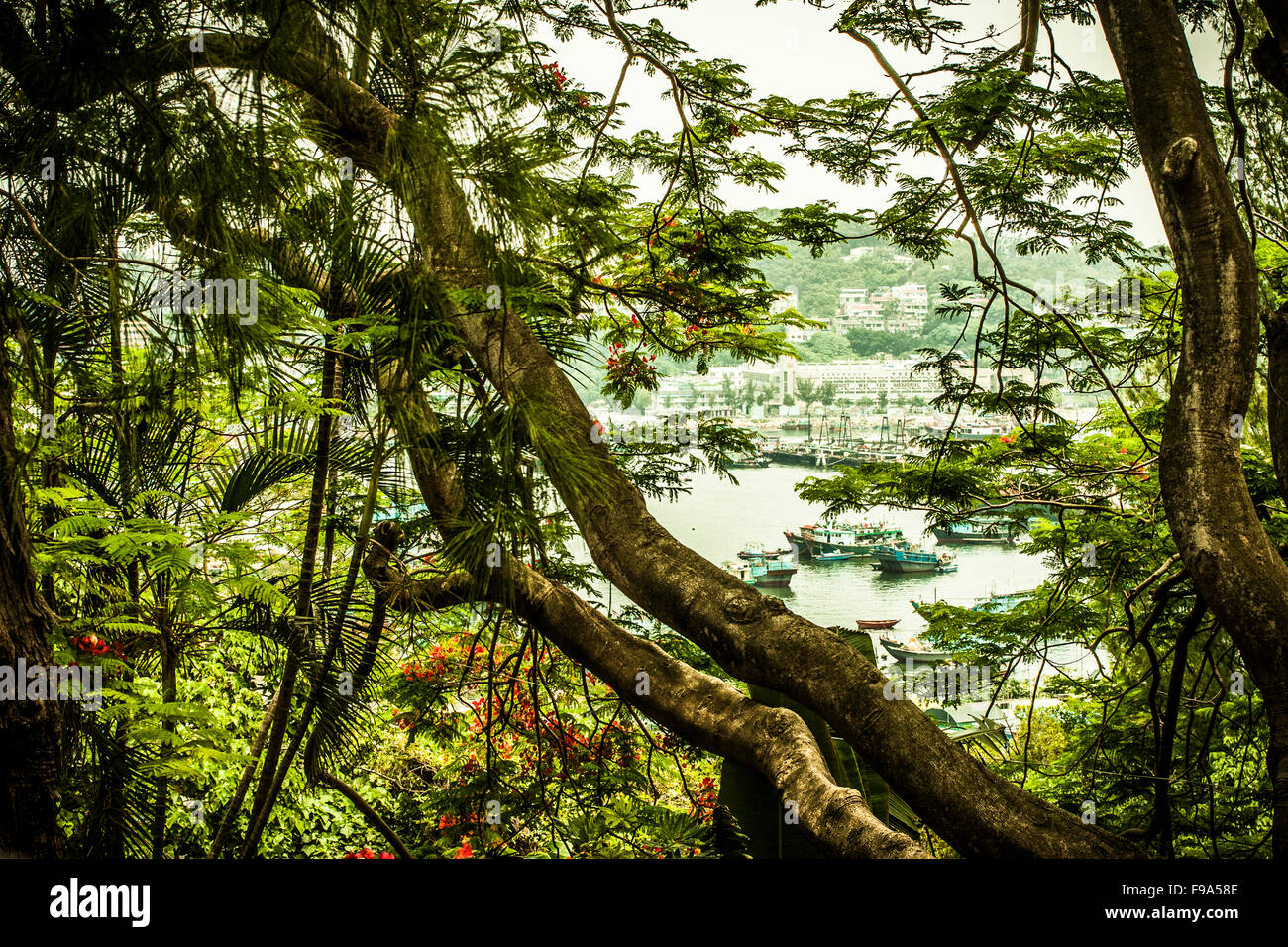 Tropical trees and boats in a harbor Stock Photo - Alamy