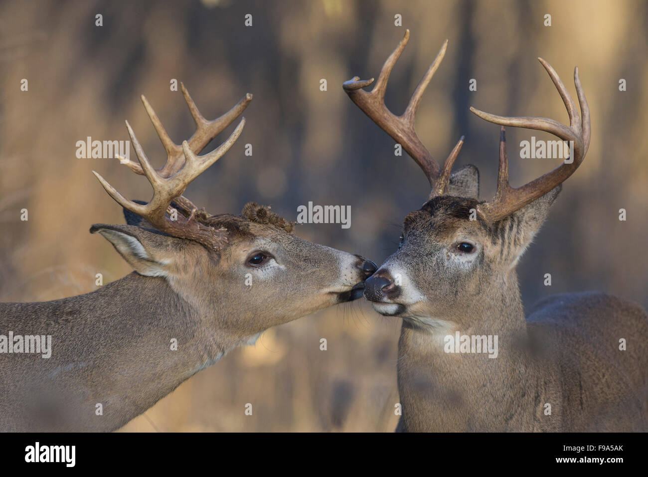 White Tailed Deer Fighting