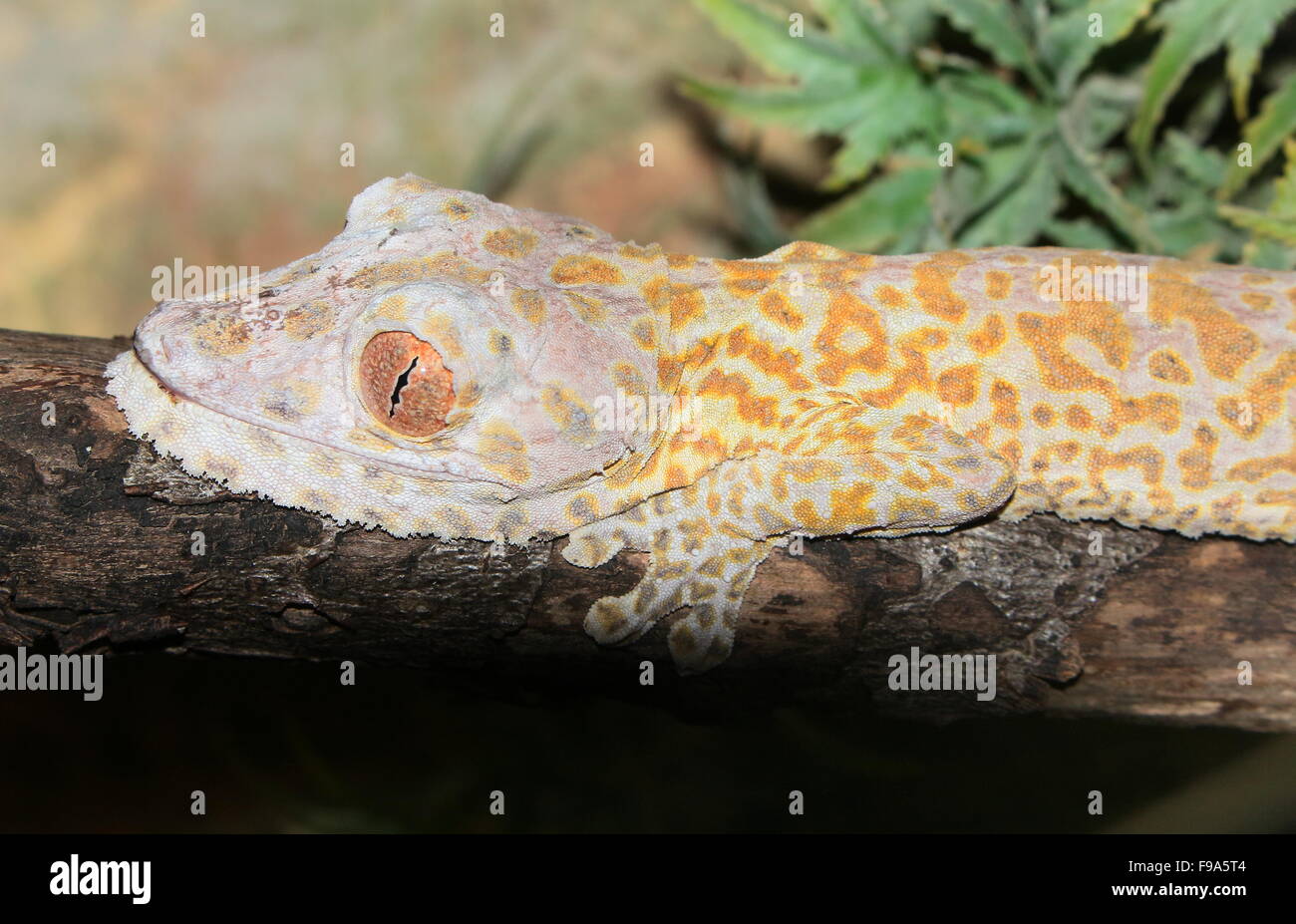 Henkels leaf tailed gecko hi-res stock photography and images - Alamy