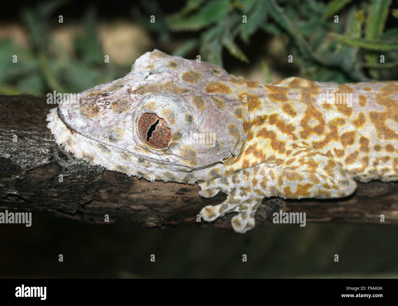 Henkel leaf tailed gecko hi-res stock photography and images - Alamy