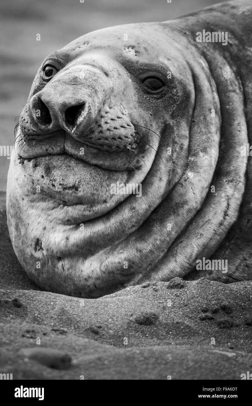 Southern Elephant Seal Images Clipart