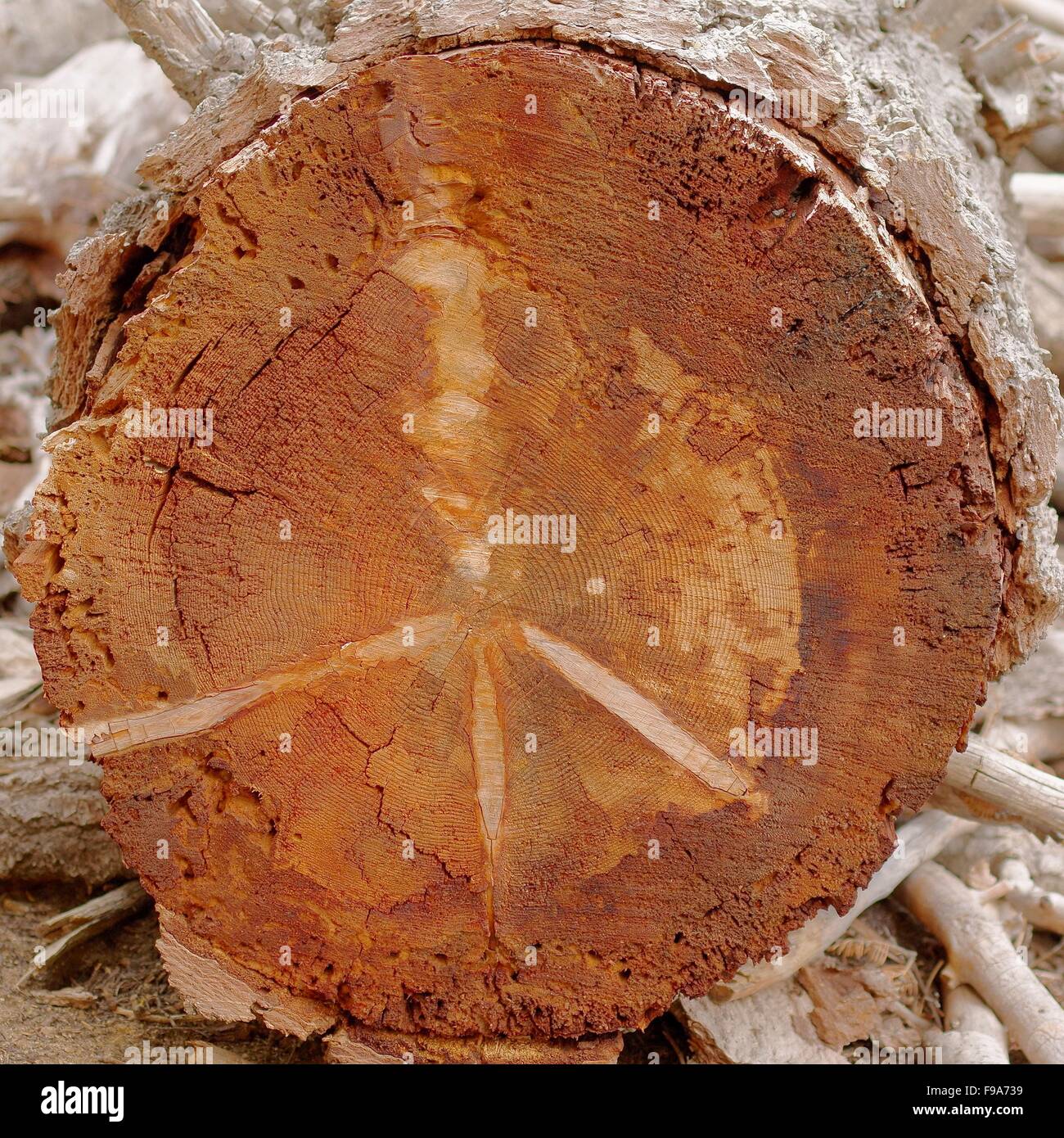 Peace tree hi-res stock photography and images - Alamy