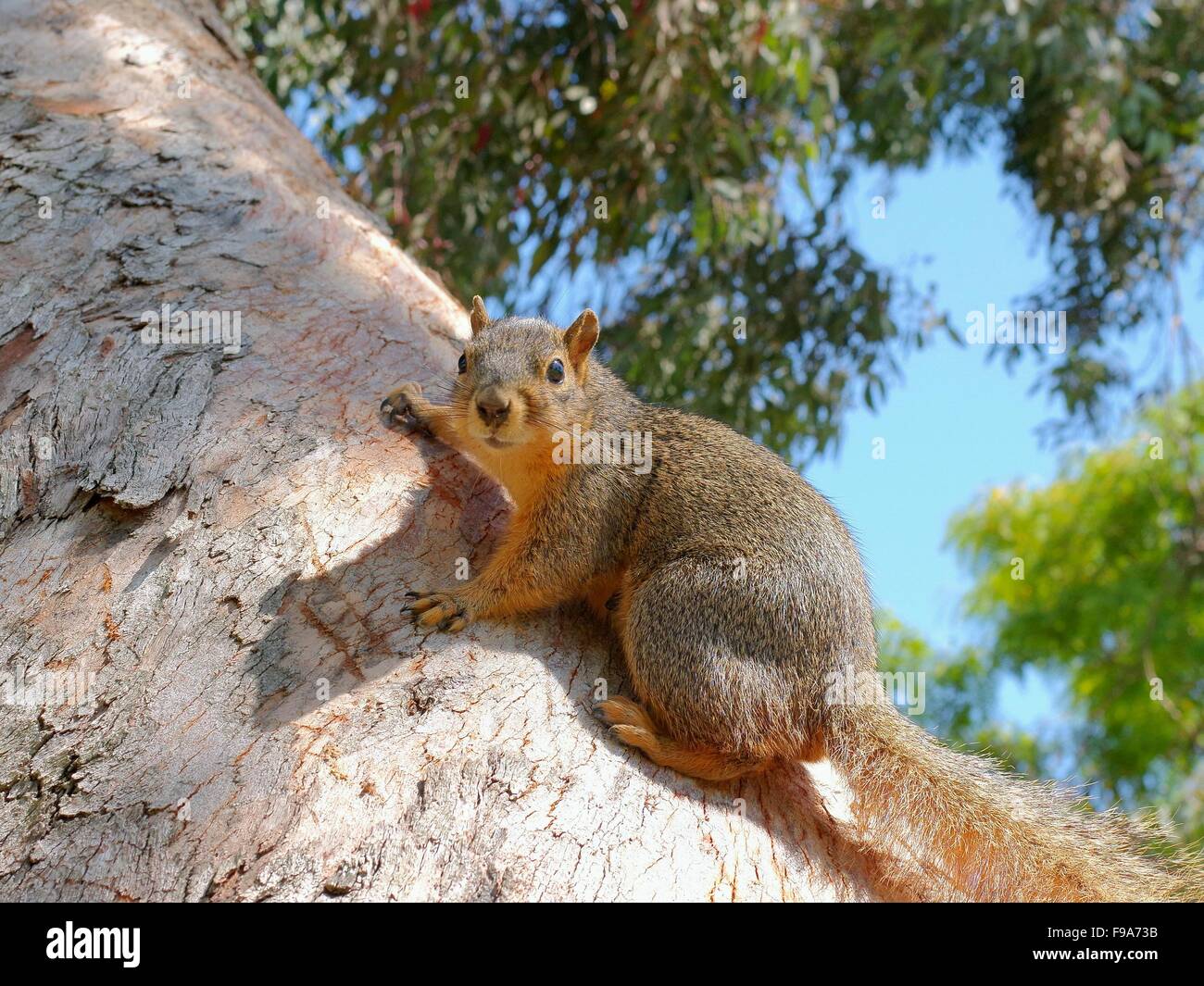 Staring fire hi-res stock photography and images - Alamy