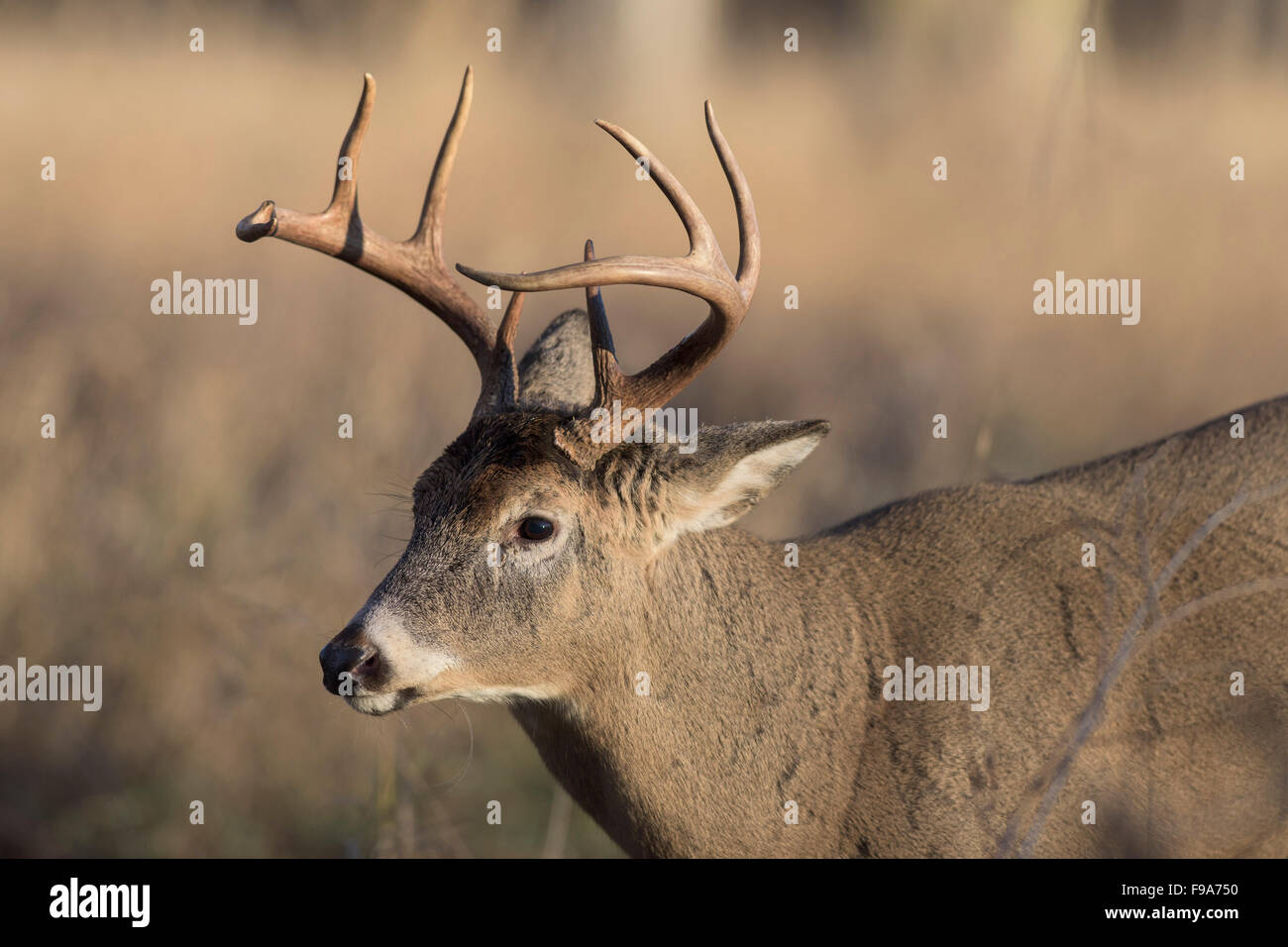 Old whitetail deer hi-res stock photography and images - Alamy