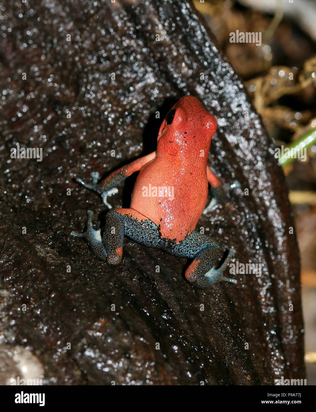 Central American Strawberry poison frog or Strawberry poison dart frog ...