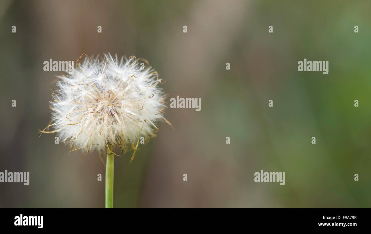 Single dandelion plant hi-res stock photography and images - Alamy