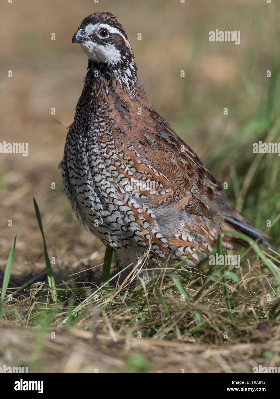 A male Bobwhite Quail walking through the grass Stock Photo - Alamy