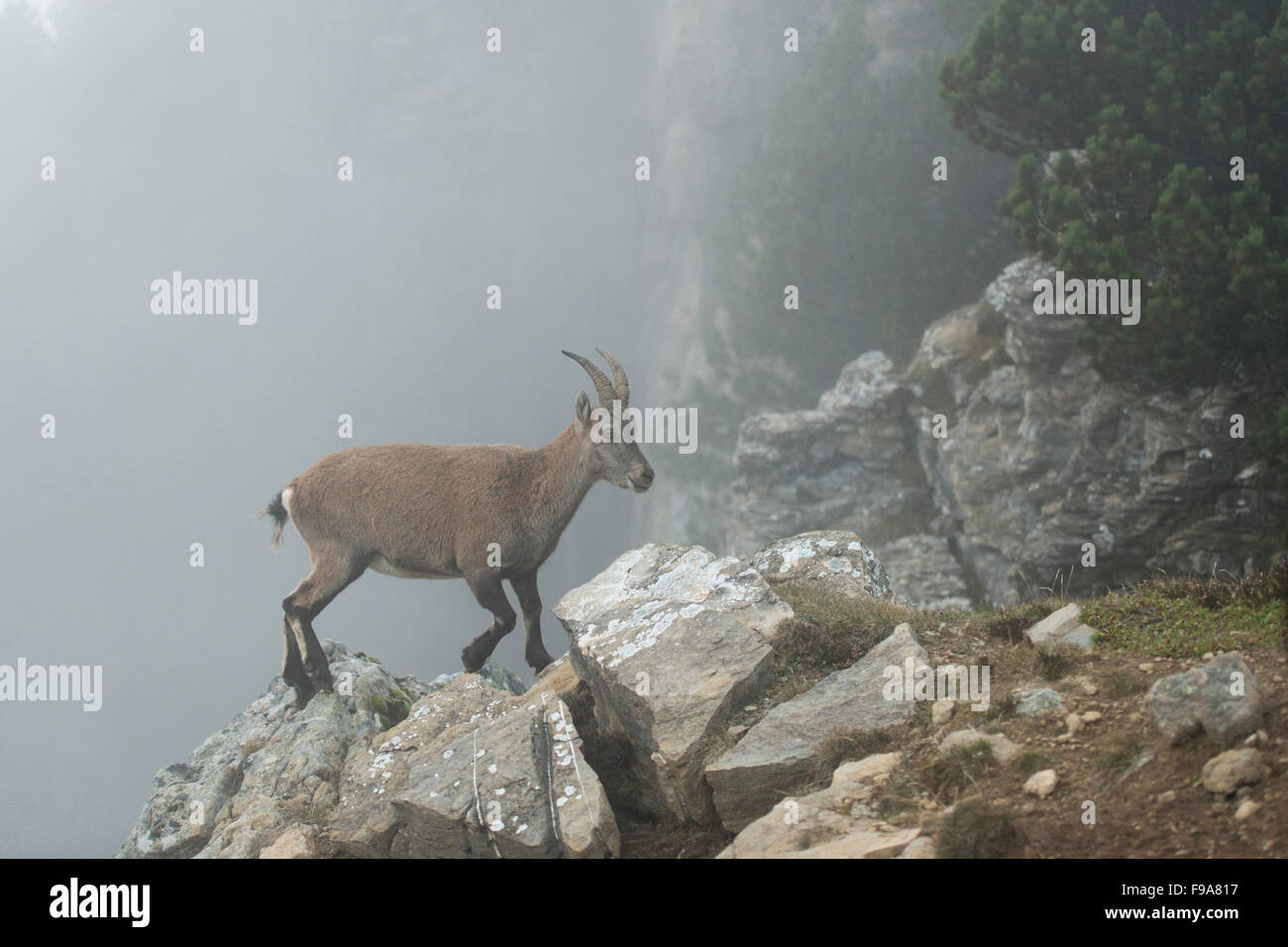 Female Alpine ibex / Steinbock / Alpensteinbock ( Capra ibex ) walks ...