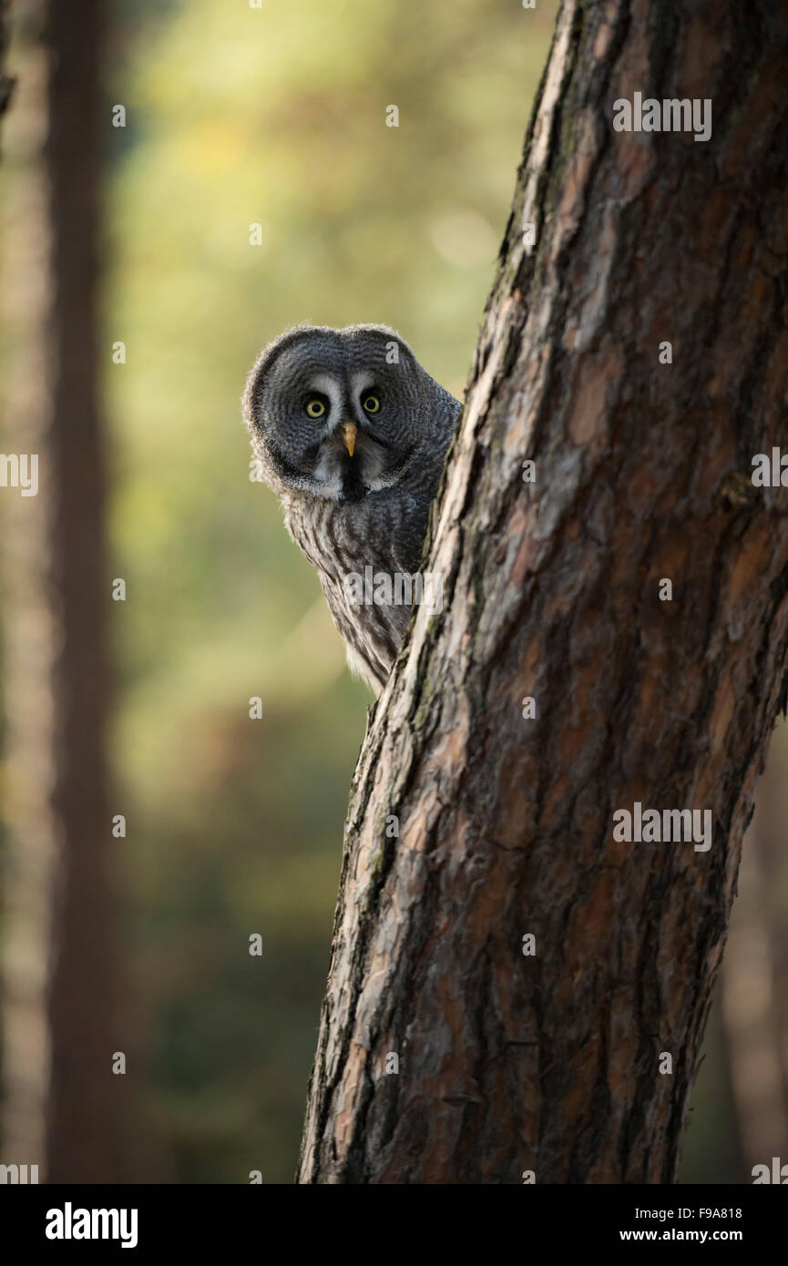 Owl woods behind him hi-res stock photography and images - Alamy