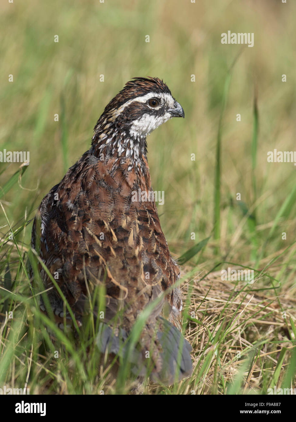A male Bobwhite Quail walking through the grass Stock Photo - Alamy