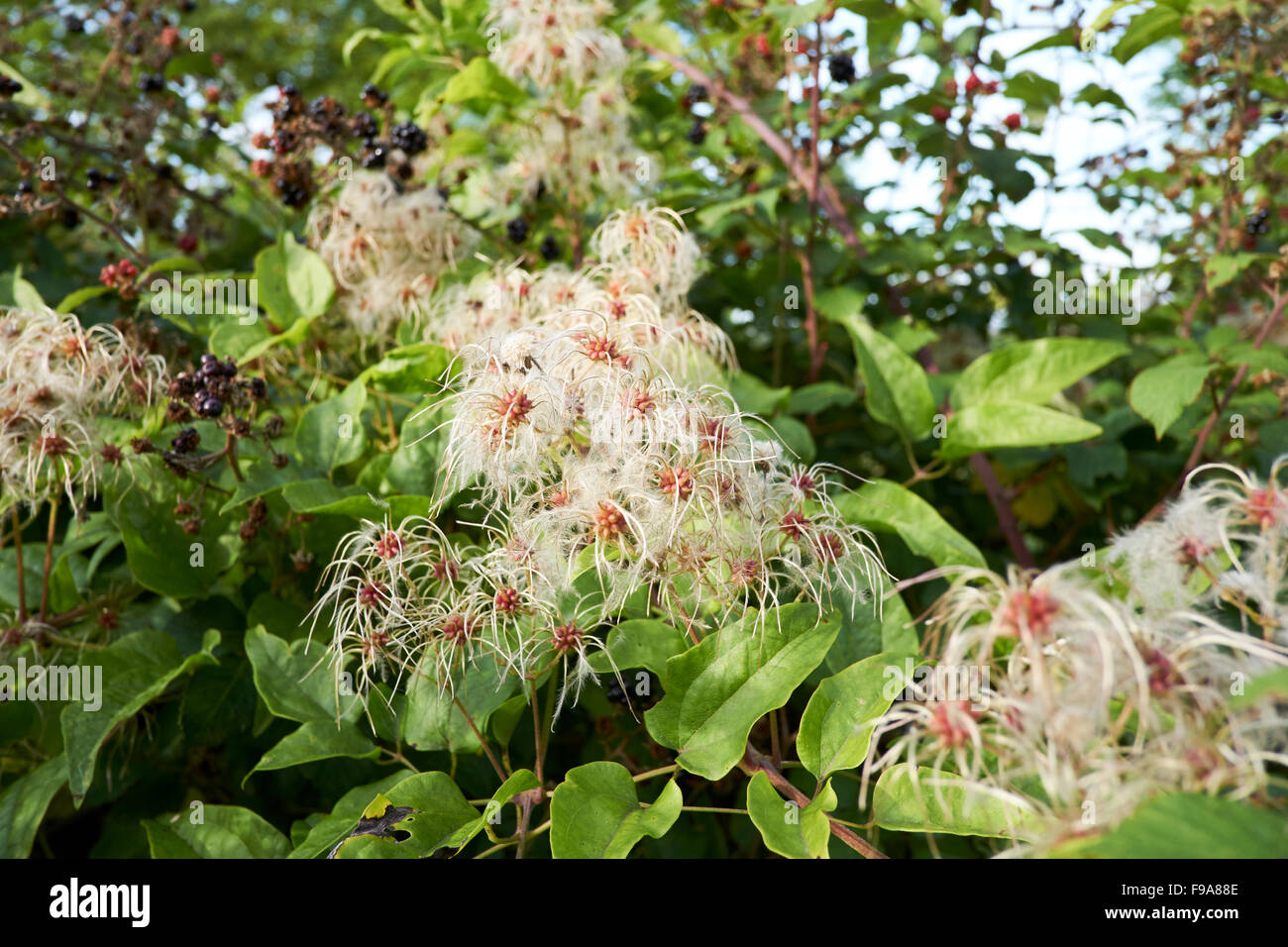 Old Man's Beard (Clematis vitalba) with clusters of ripe fruits adorned ...