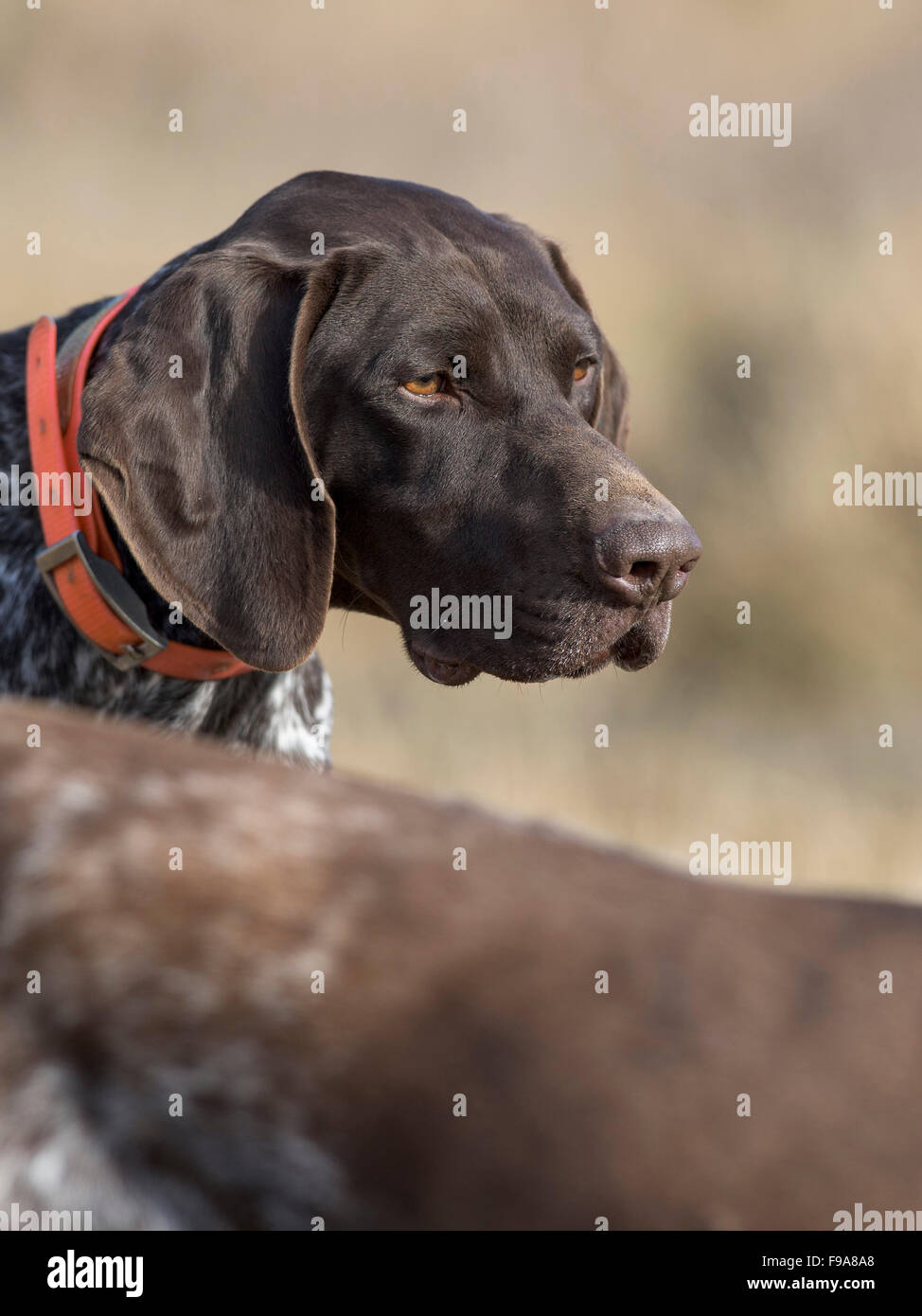 A German Shorthair hunting dog on point Stock Photo - Alamy