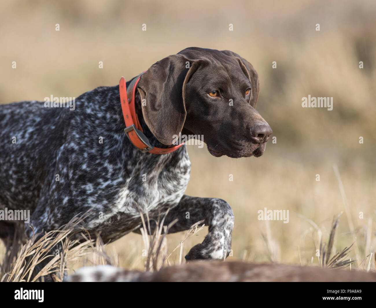 A German Shorthair hunting dog on point Stock Photo - Alamy