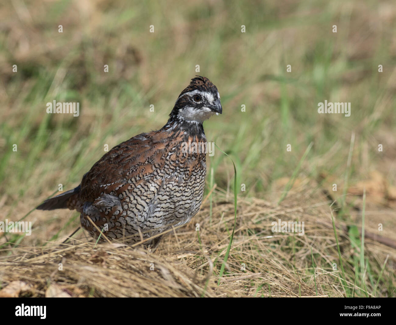 A male Bobwhite Quail walking through the grass Stock Photo - Alamy