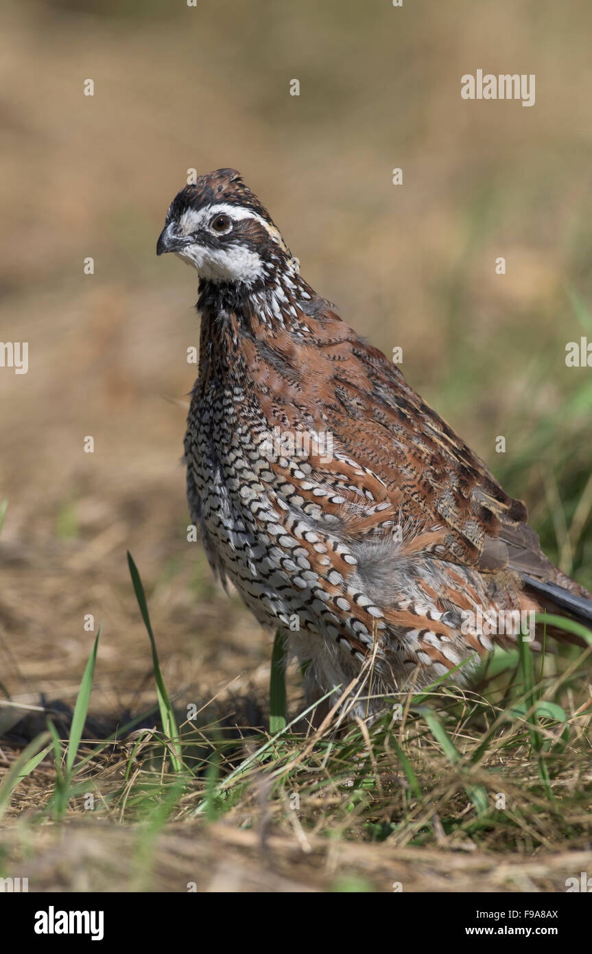 A male Bobwhite Quail walking through the grass Stock Photo - Alamy