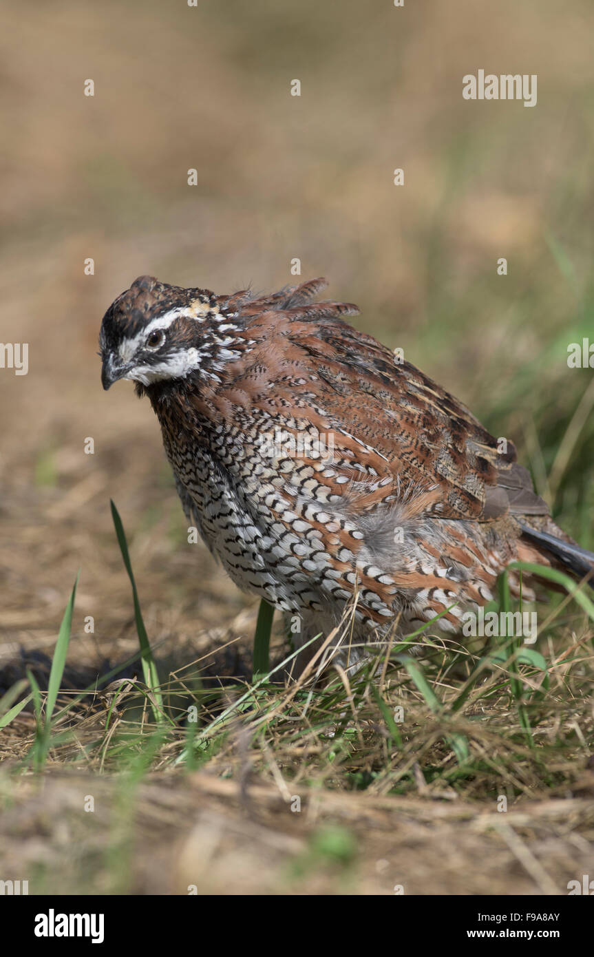 A male Bobwhite Quail walking through the grass Stock Photo - Alamy