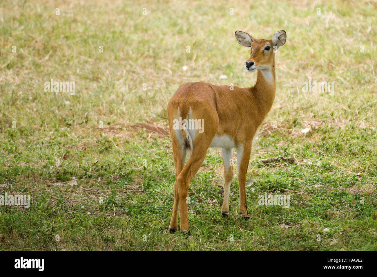 White-eared kob (Kobus kob leucotis), Kidepo Valley National Park ...