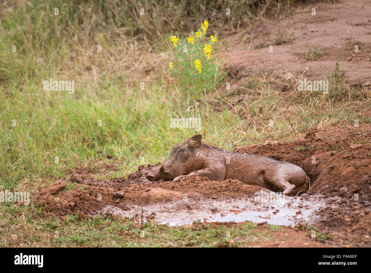 Warthog wallowing in mud (Phacochoerus africanus), Kidepo Valley ...