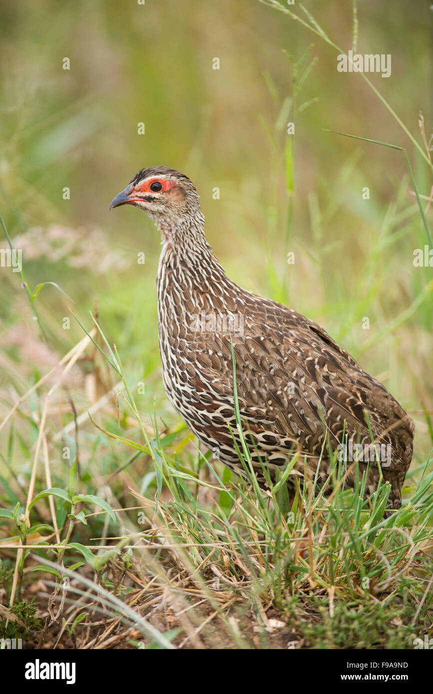 Clapperton's francolin, francolinus clappertoni, Kidepo Valley National ...
