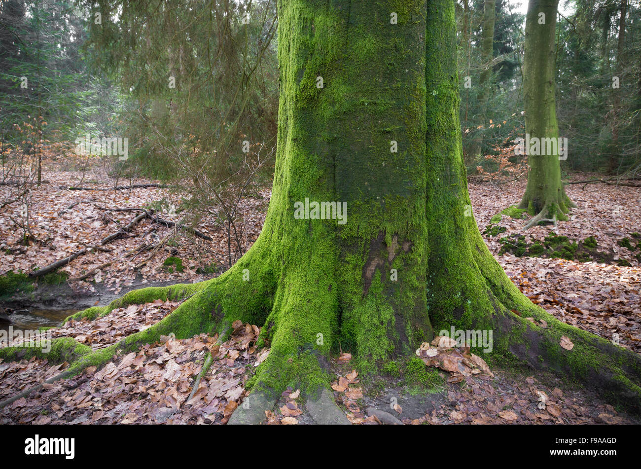 large tree trunk covered with moss Stock Photo - Alamy