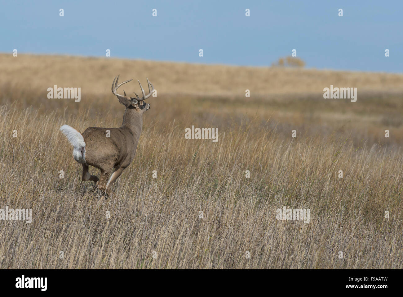 White tailed buck running hi-res stock photography and images - Alamy