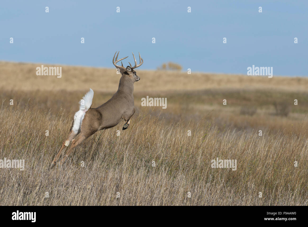 A running Whitetail Deer in North Dakota Stock Photo - Alamy