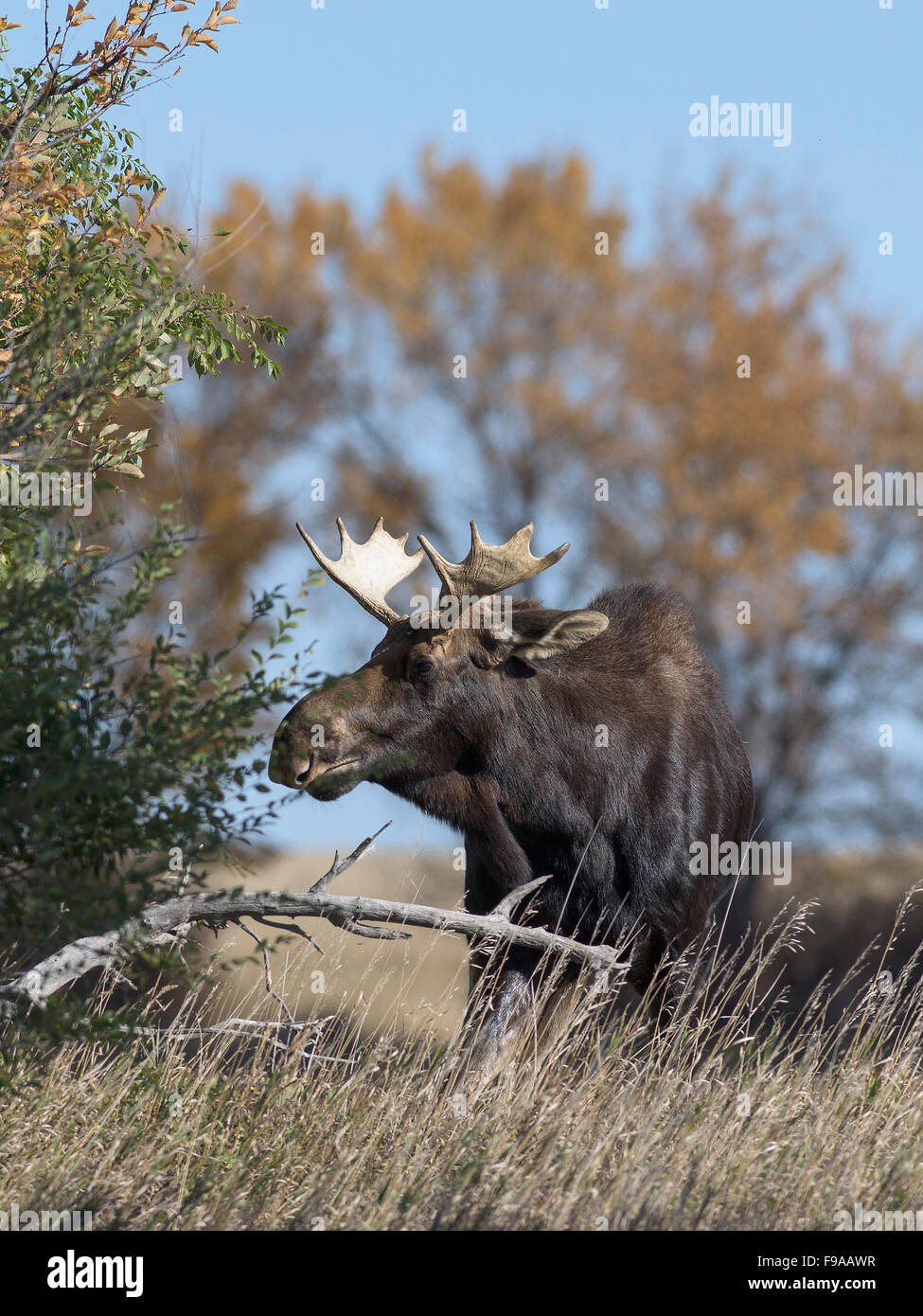 A young Bull Moose in North Dakota Stock Photo - Alamy