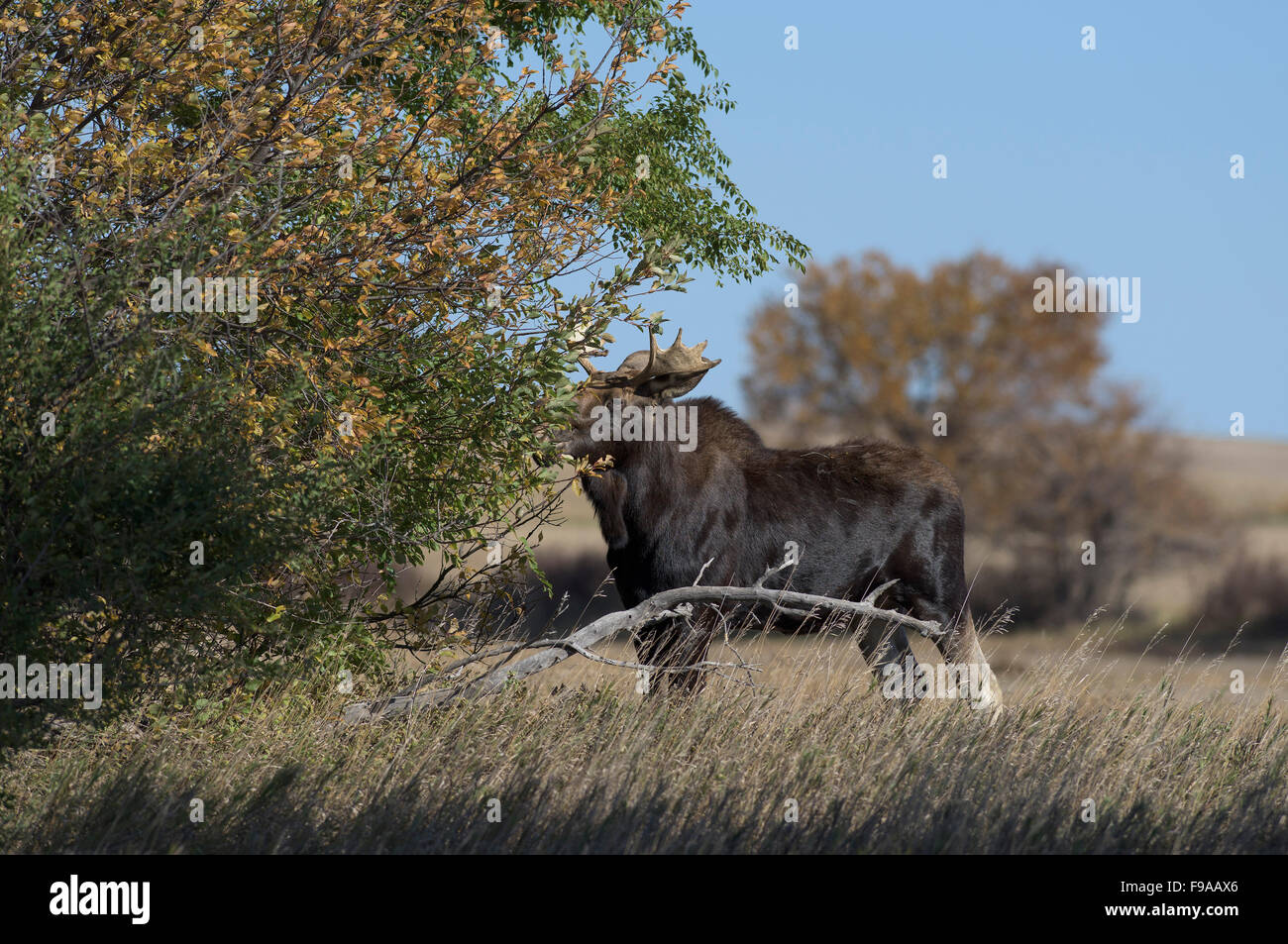 A young Bull Moose in North Dakota Stock Photo - Alamy