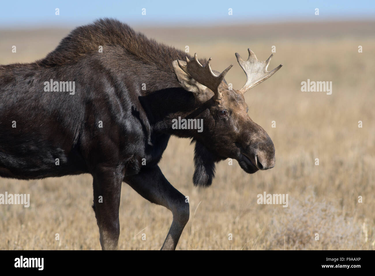 A young Bull Moose in North Dakota Stock Photo - Alamy