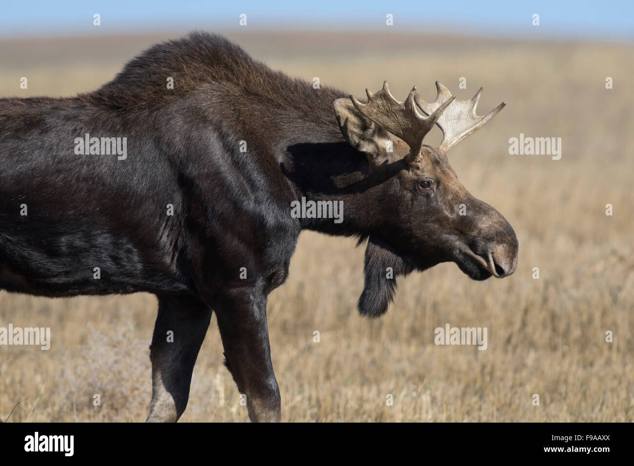 A young Bull Moose in North Dakota Stock Photo - Alamy