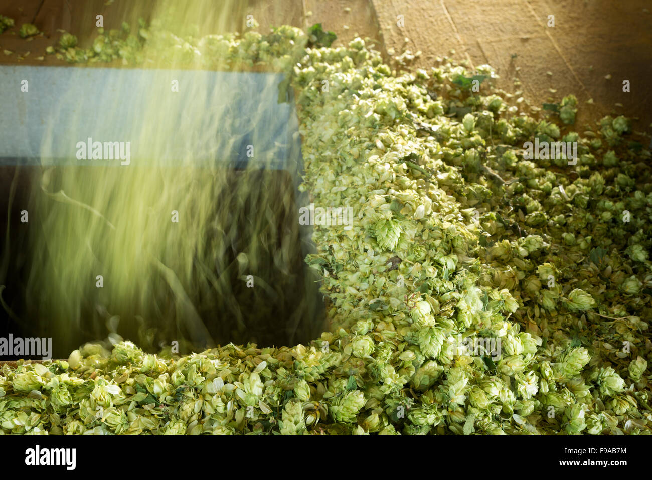 Drying hops hi-res stock photography and images - Alamy