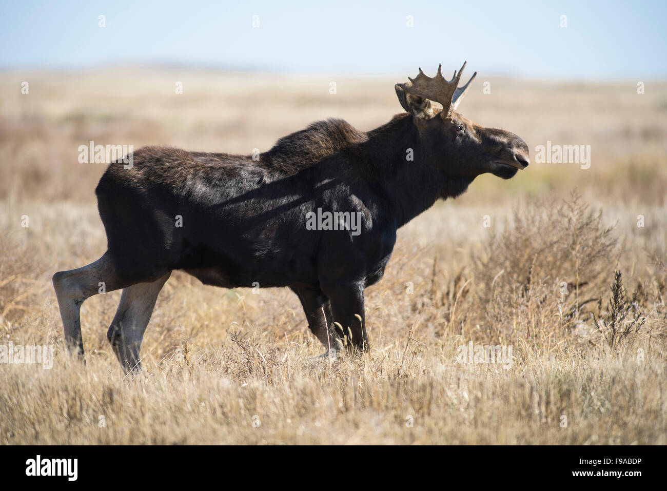 A young Bull Moose in North Dakota Stock Photo - Alamy