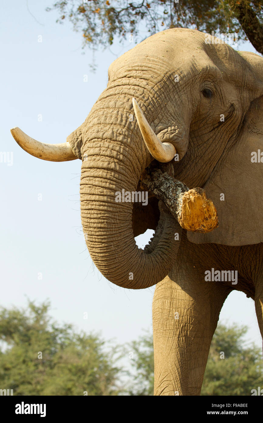African elephant bull chewing on a log, Mana Pools, Zimbabwe Stock ...