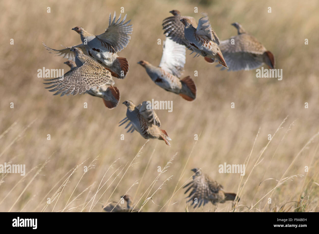 Flying partridge hi-res stock photography and images - Alamy