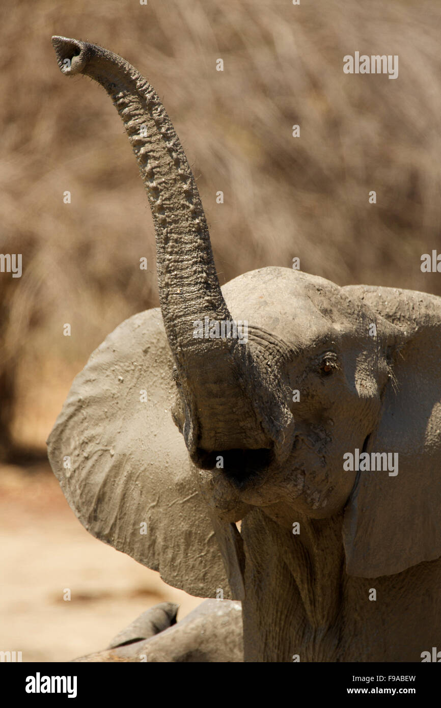 African elephant raising its trunk, Mana Pools, Zimbabwe Stock Photo ...