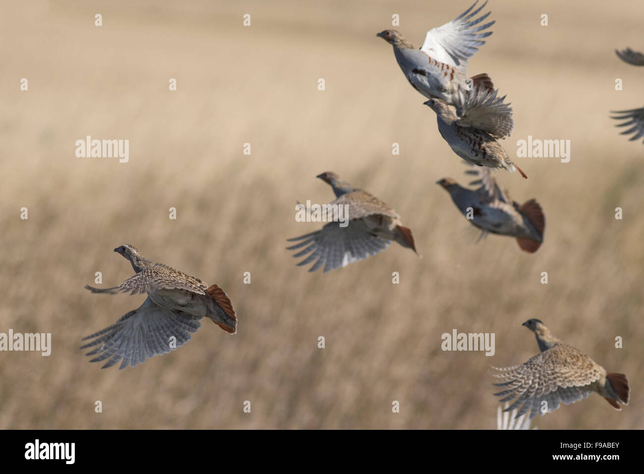 Flying partridge bird hi-res stock photography and images - Alamy
