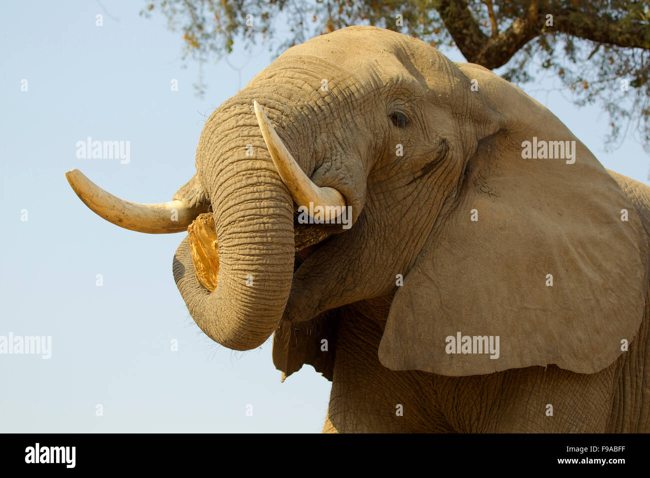 African elephant bull chewing on a log, Mana Pools, Zimbabwe Stock ...