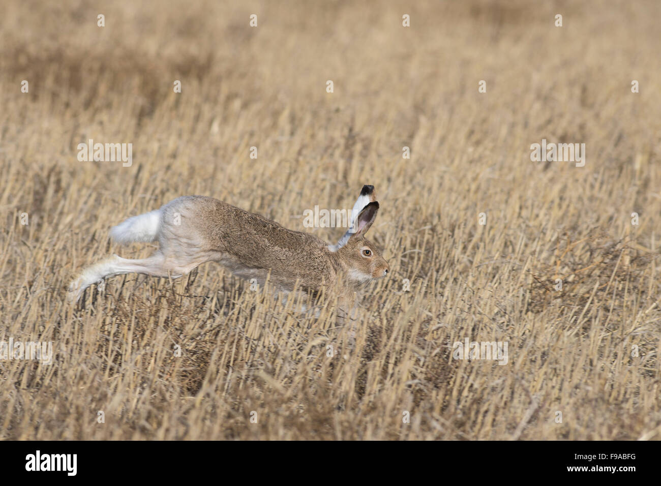 A White-tailed Jackrabbit running in a field Stock Photo - Alamy