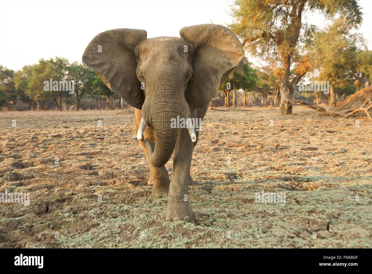Angry bull elephant hi-res stock photography and images - Alamy
