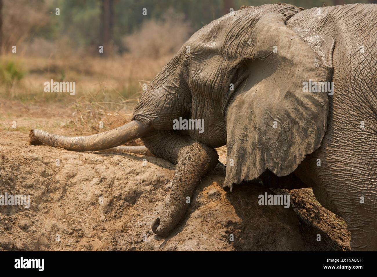 African elephants having a mud bath, Mana Pools, Zimbabwe Stock Photo ...
