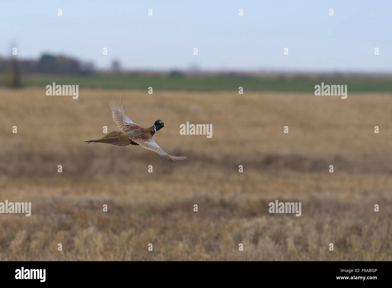Flying Rooster Pheasant Stock Photo - Alamy