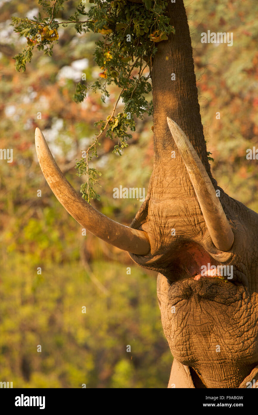African elephant reaching up a tree to forage for food, Mana Pools ...